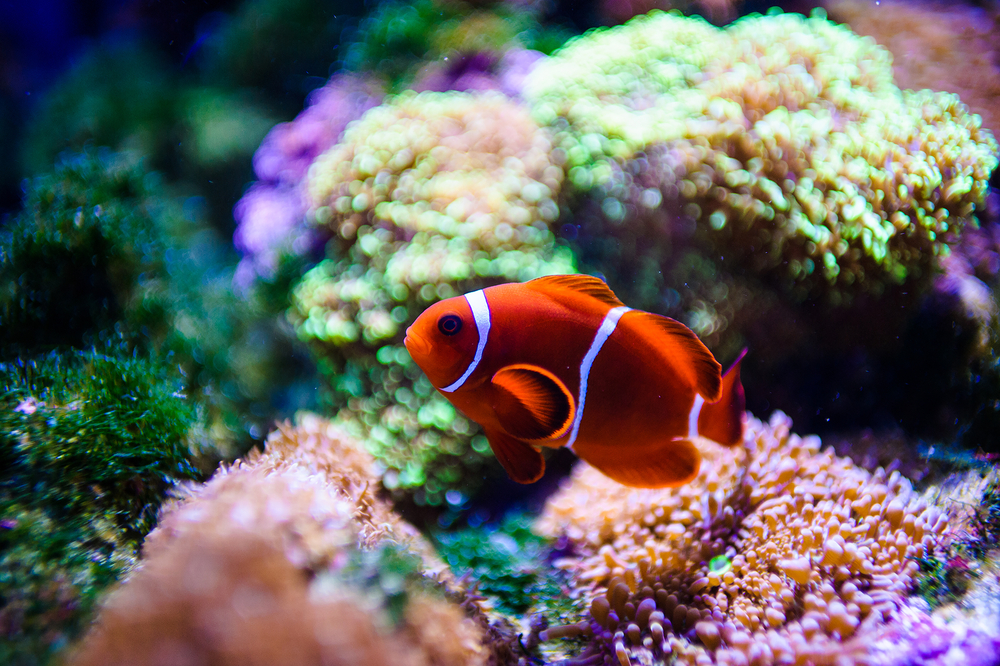 Scuba Diving In Bahamas Divebooker scuba-diving-in-bahamas-divebooker