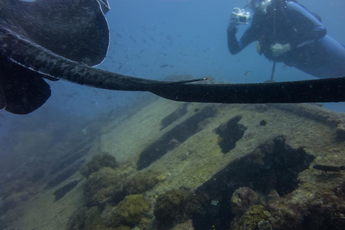 SS Yongala Wreck Diving | Explore the Amazing Underwater World - Divebooker