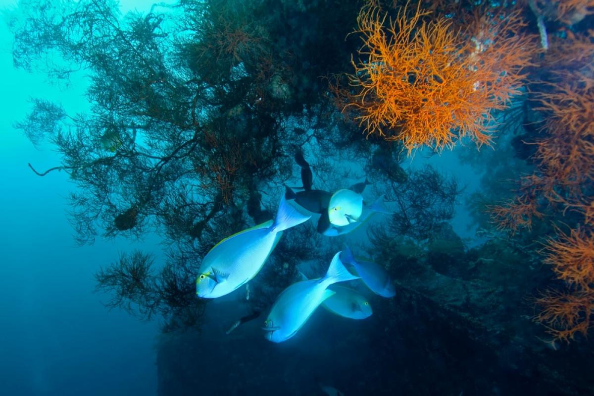 Scuba Diving in Sugar Wreck, Bahamas - Dive Site - Divebooker.com