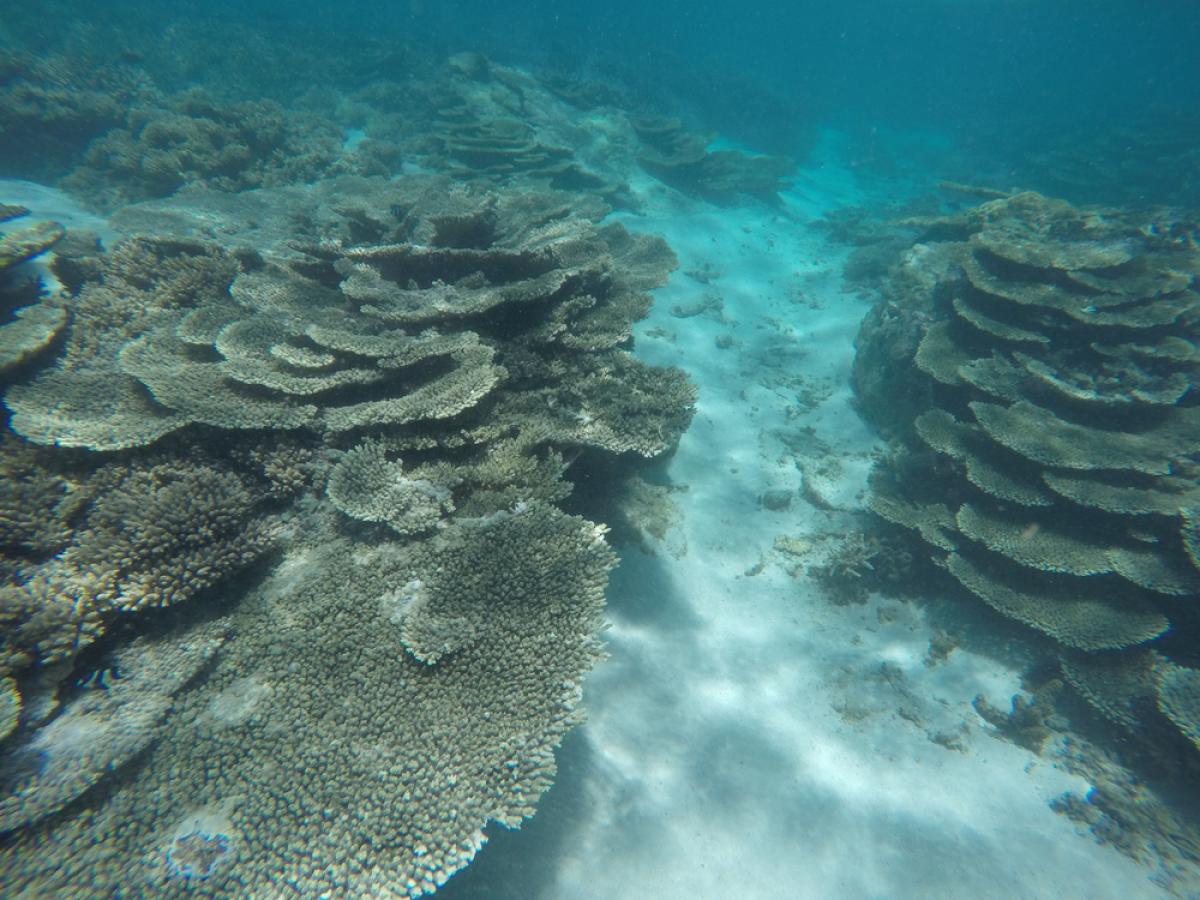 Scuba Diving in Bar Reef - Check Out Best Liveaboards